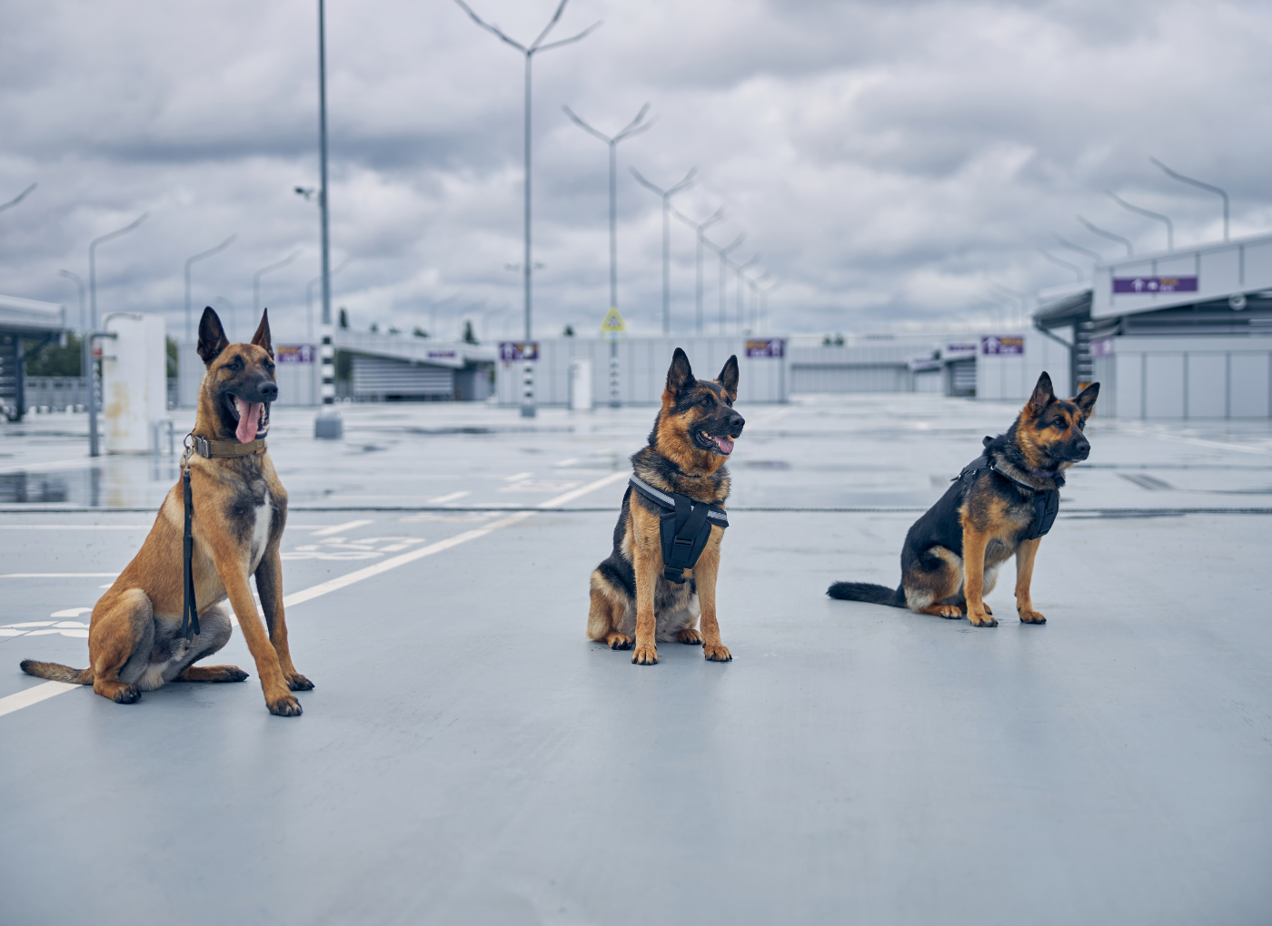 Seguridad Canina - Viriato Seguridad